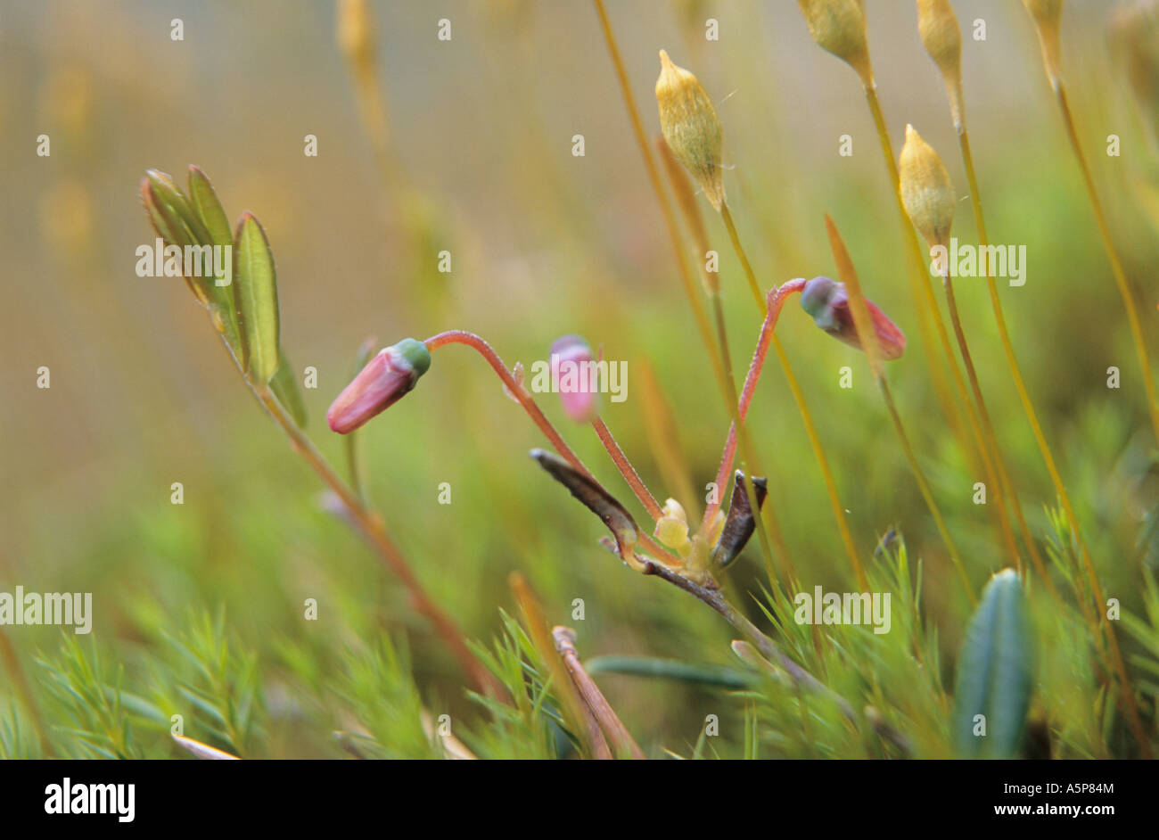 Bog rosemary plant plant hi-res stock photography and images - Alamy