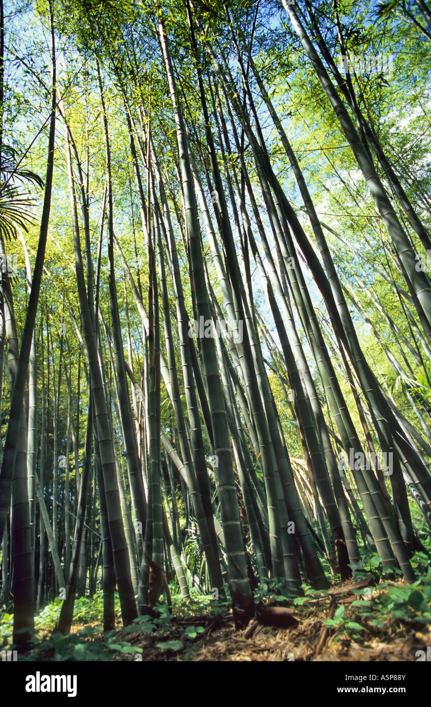 Bambouseraie hi-res stock photography and images - Alamy