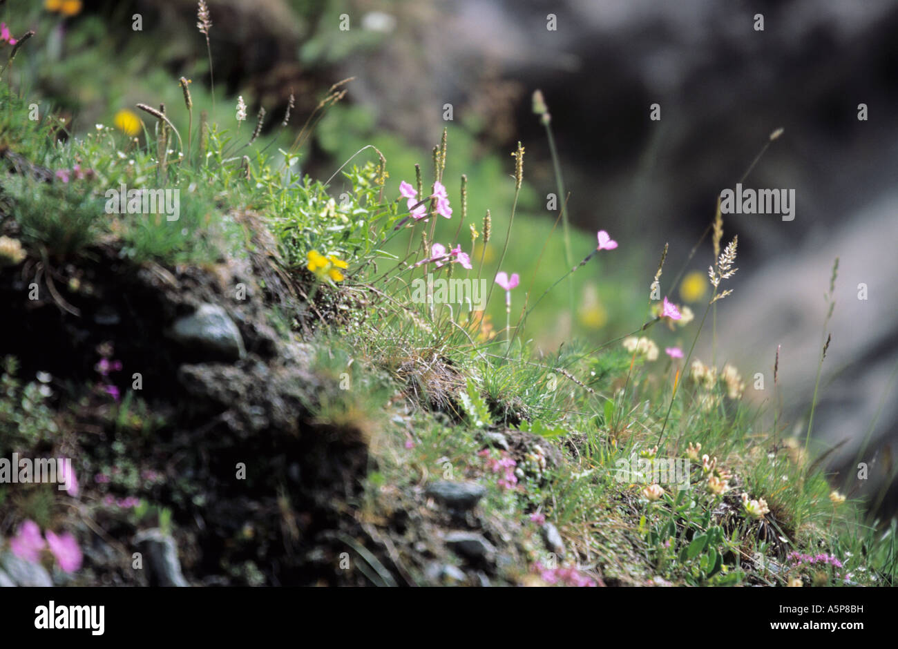 Plants alpine flowers hi-res stock photography and images - Alamy