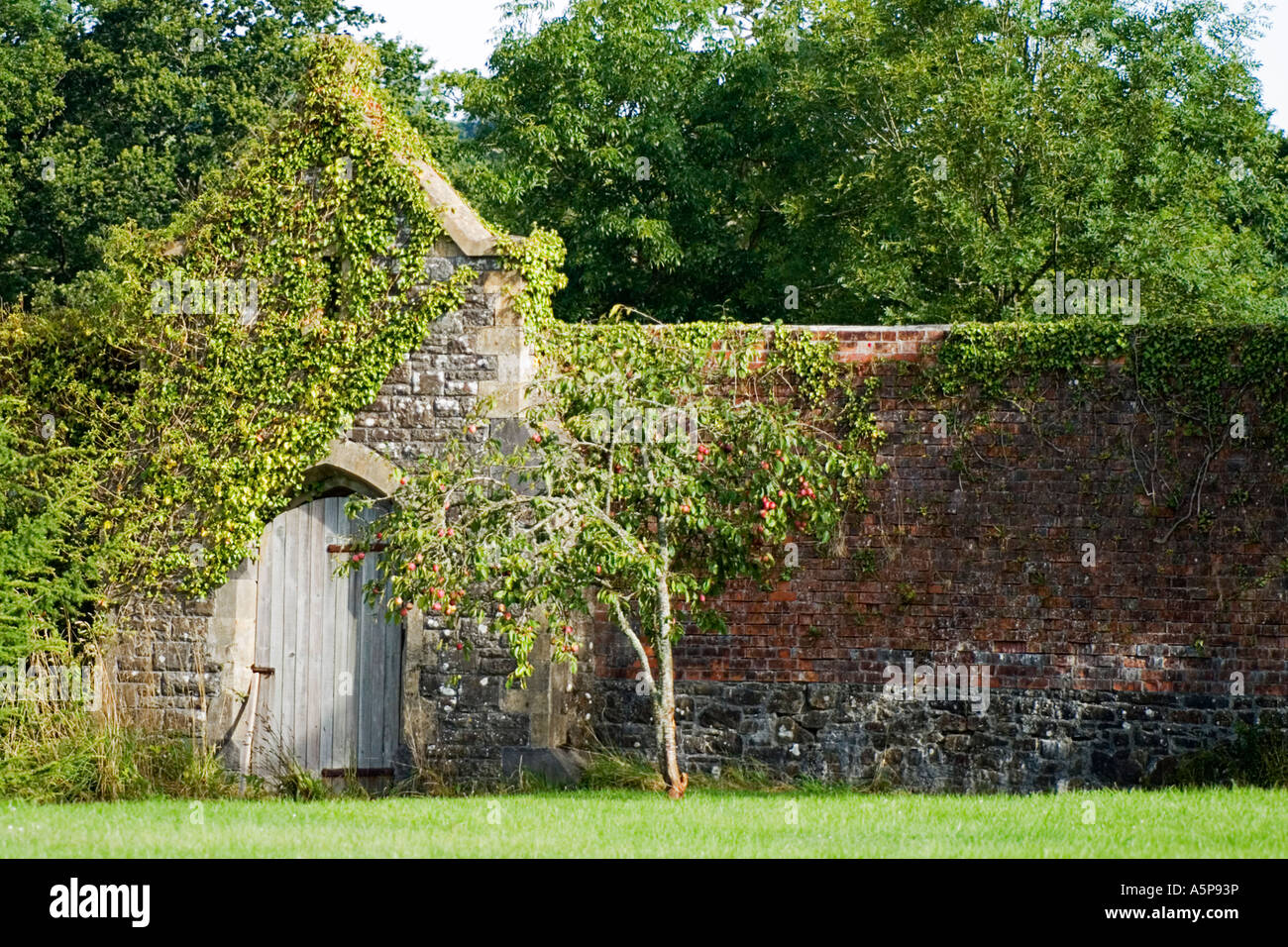Stone & Brick Wall Wooden Door Ivy Fruit Tree Stock Photo - Alamy