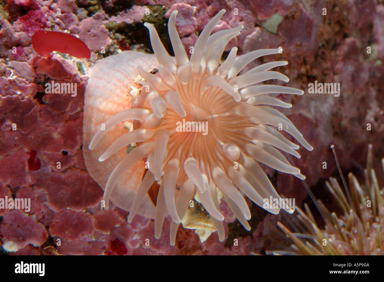 Coelenterata Cnidaria