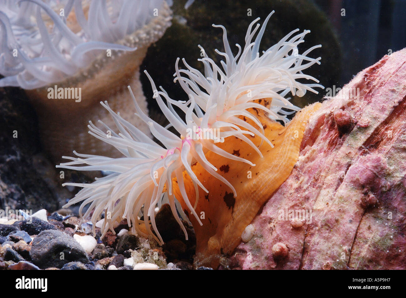 Coelenterata Cnidaria