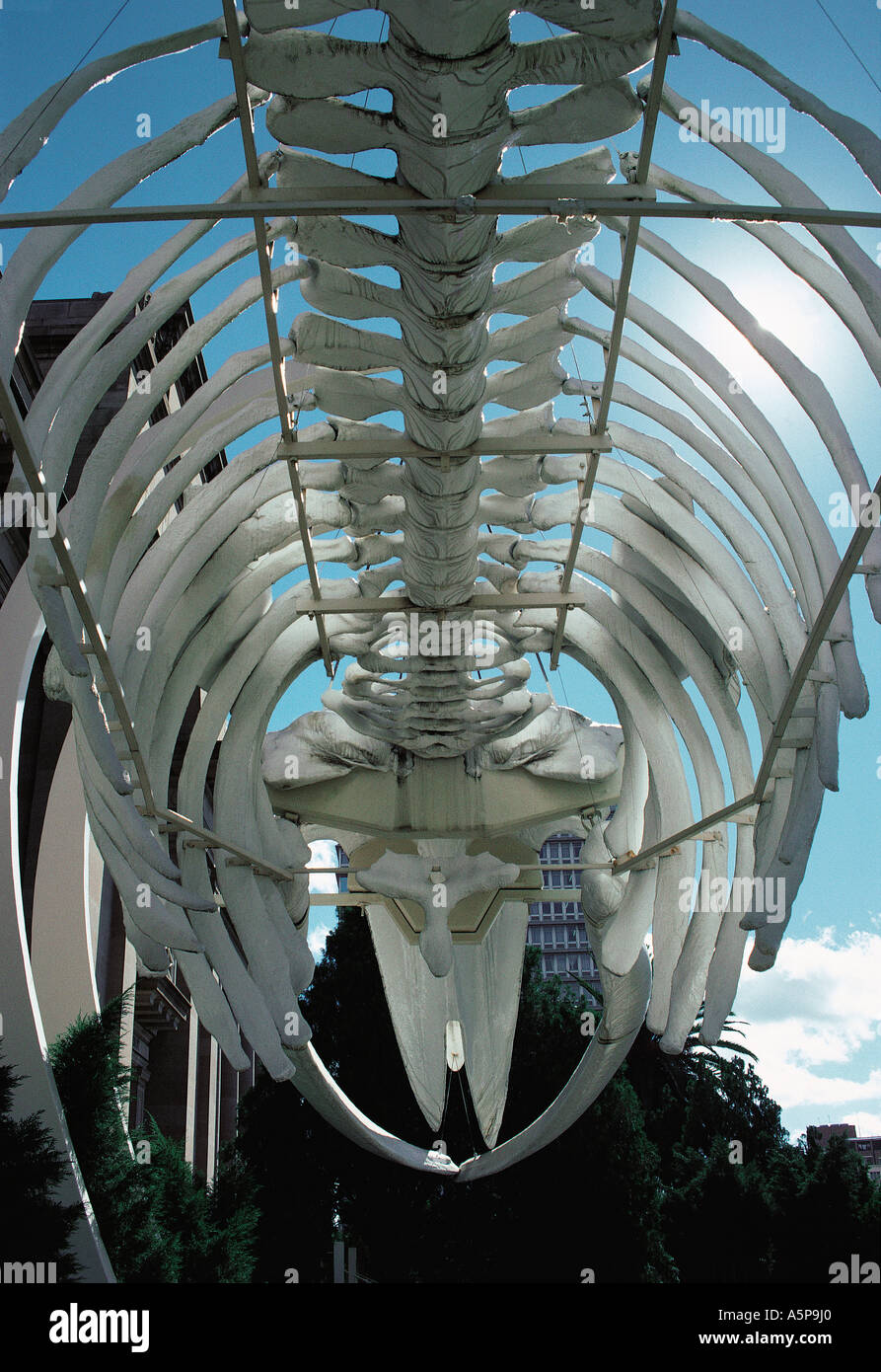 Whale skeleton hanging in the grounds of the Transvaal Museum Pretoria ...