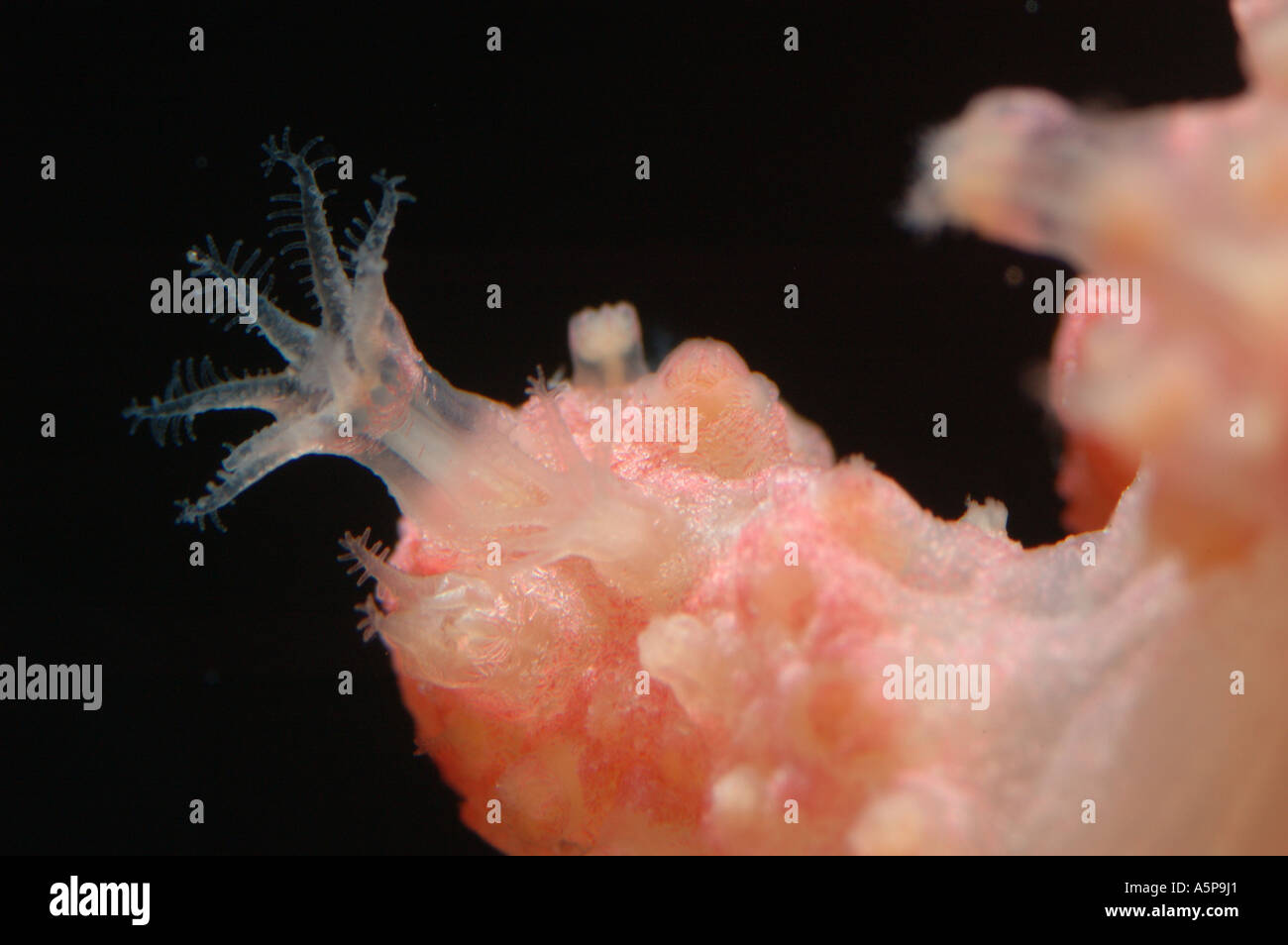 Zooid animals hi-res stock photography and images - Alamy