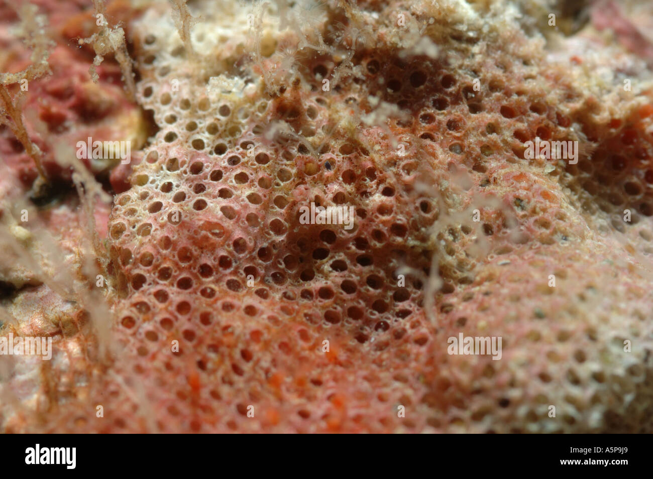 Close up of colony of Bryozoa (Moss Animals, Sea Mats, Ectoprocts ...