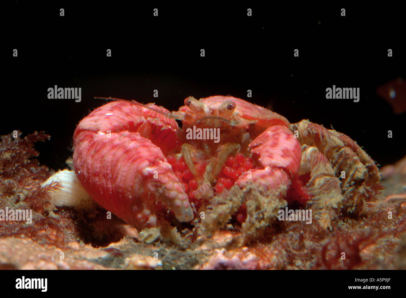 Shell carrying crab hi-res stock photography and images - Alamy
