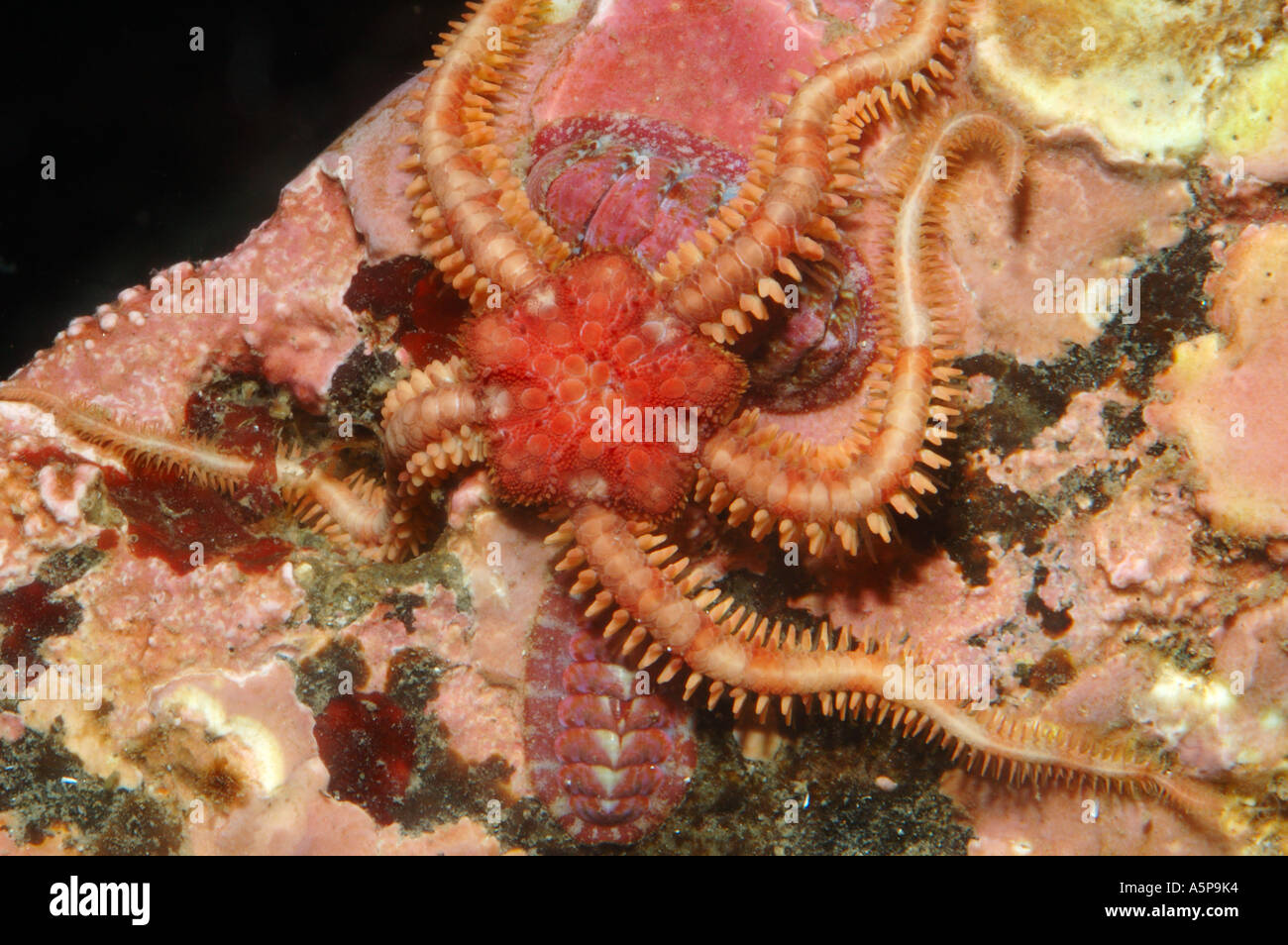 Red form of Daisy brittle star Ophiopholis aculeata ( Echinodermata ...