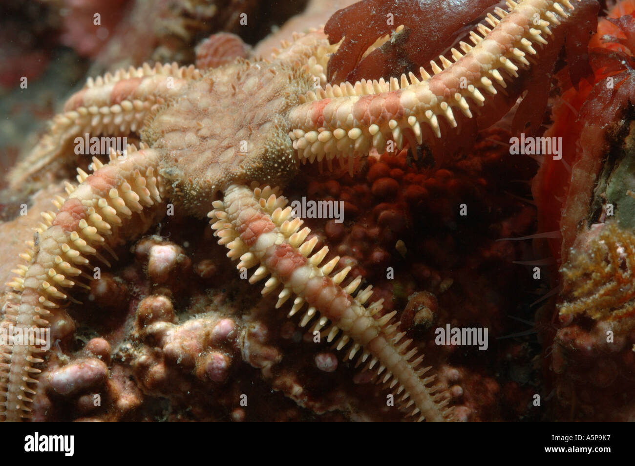Ophiopholus hi-res stock photography and images - Alamy