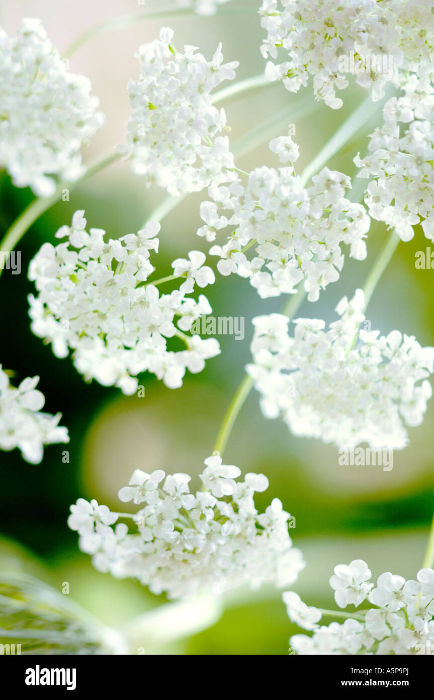 Lace flowers hi-res stock photography and images - Alamy