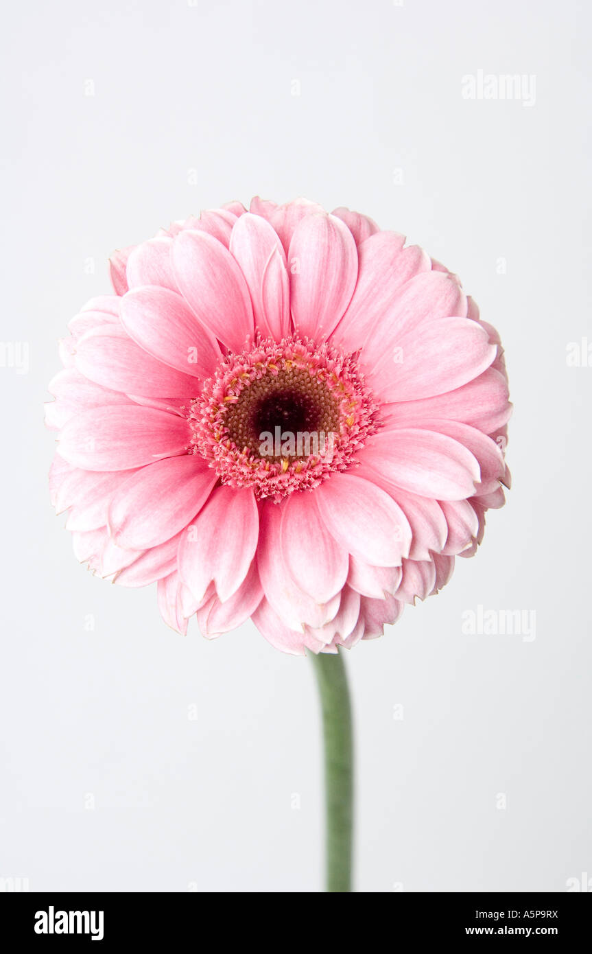 Pink Gerbera Daisy flower Stock Photo - Alamy