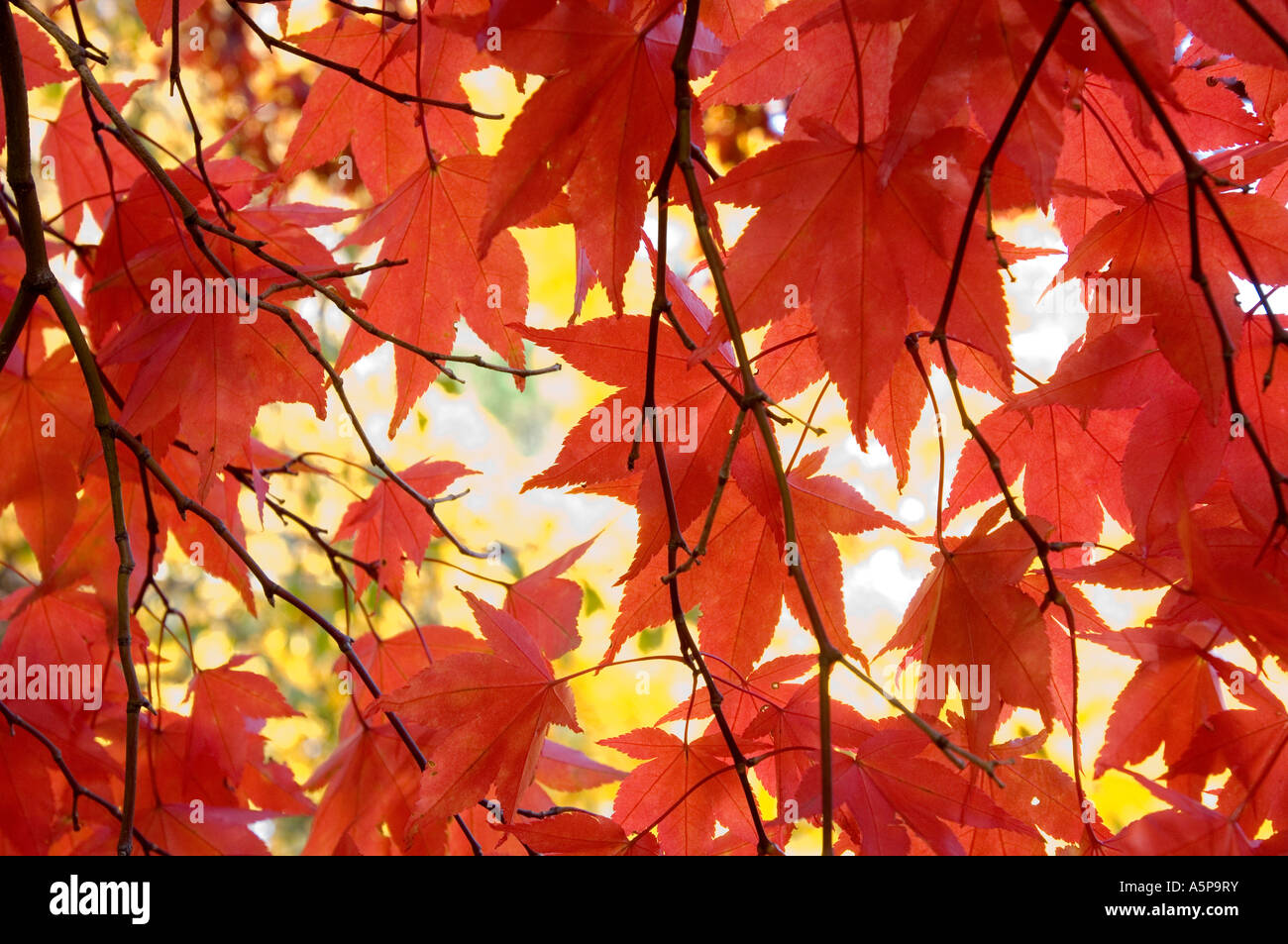 Red maple leaves, Autumn, Connecticut, USA Stock Photo - Alamy