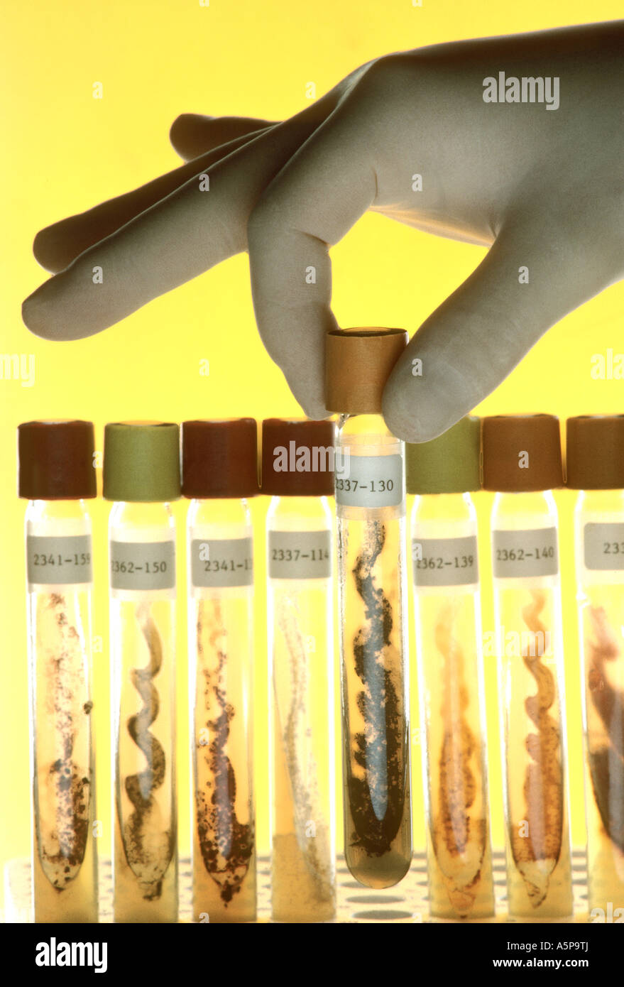 Hand holding flask of pharmaceutical biological research cultured ...