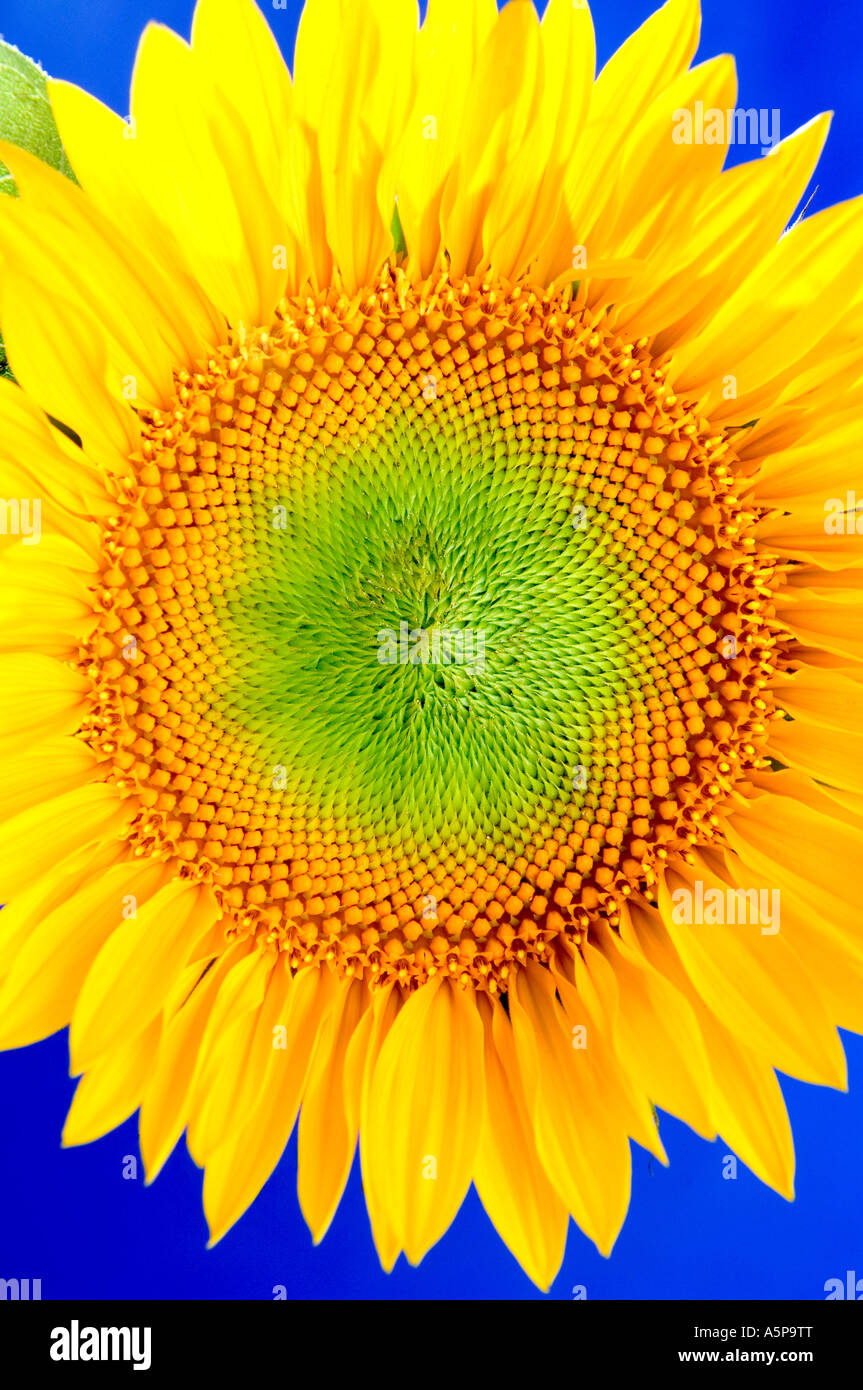 Sun girasole hi-res stock photography and images - Alamy