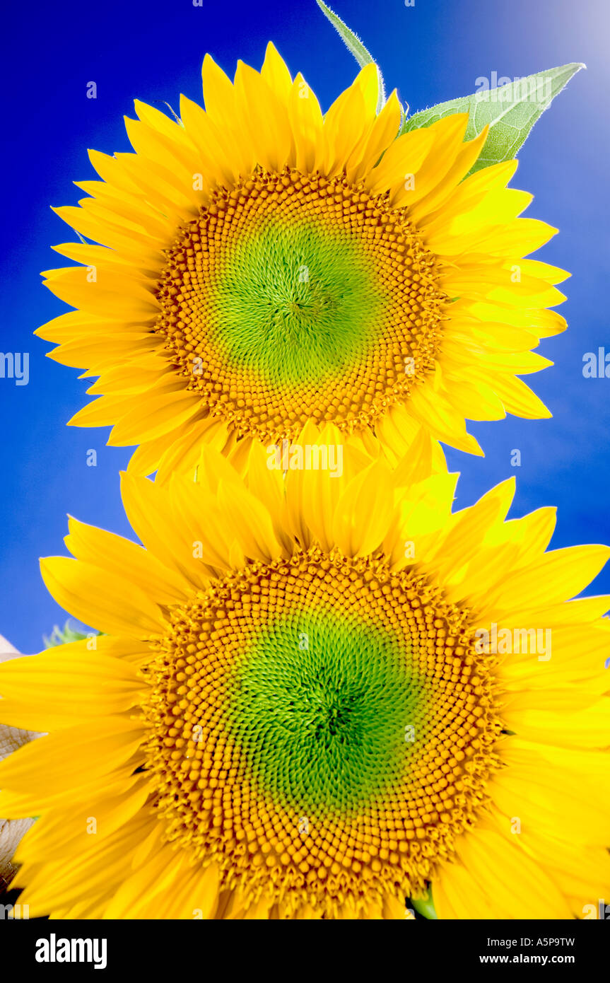 Sunflowers with blue sky Stock Photo - Alamy
