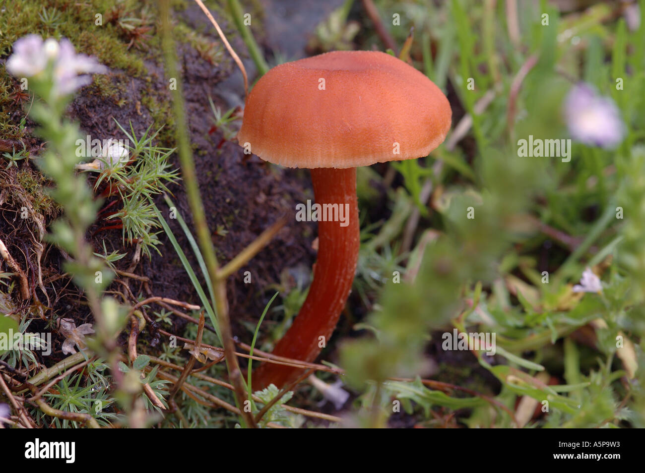 Small red poisonous toadstool ( fungus , mushroom ) growing on the ...
