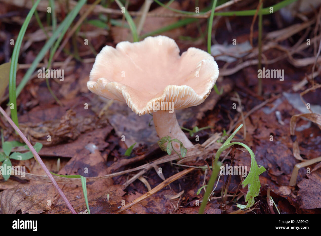 Small whitish toadstool ( fungus , mushroom ) growing on the ground in ...