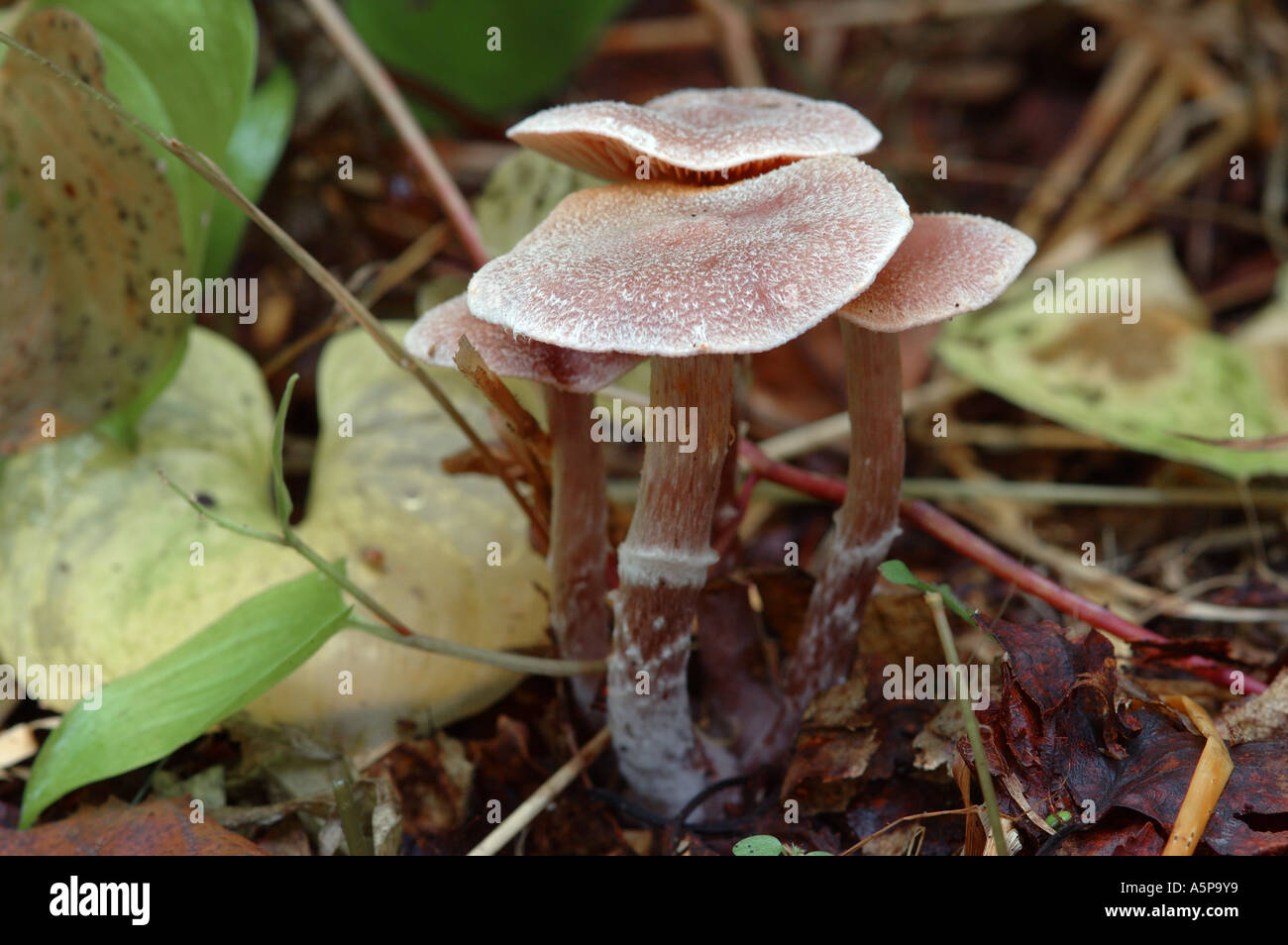 A group of toadstools ( fungus , mushrooms ) growing in the grass in ...
