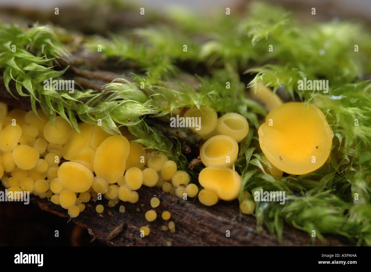 Close up ( macro ) of bright yellow bodies of tiny toadstool ( fungus ...