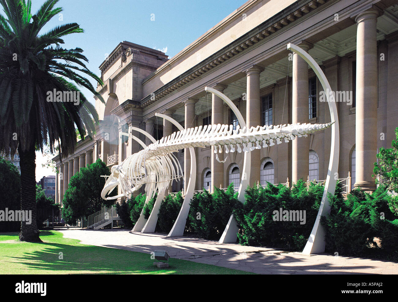 Whale skeleton in the grounds of the Transvaal Museum Pretoria South ...