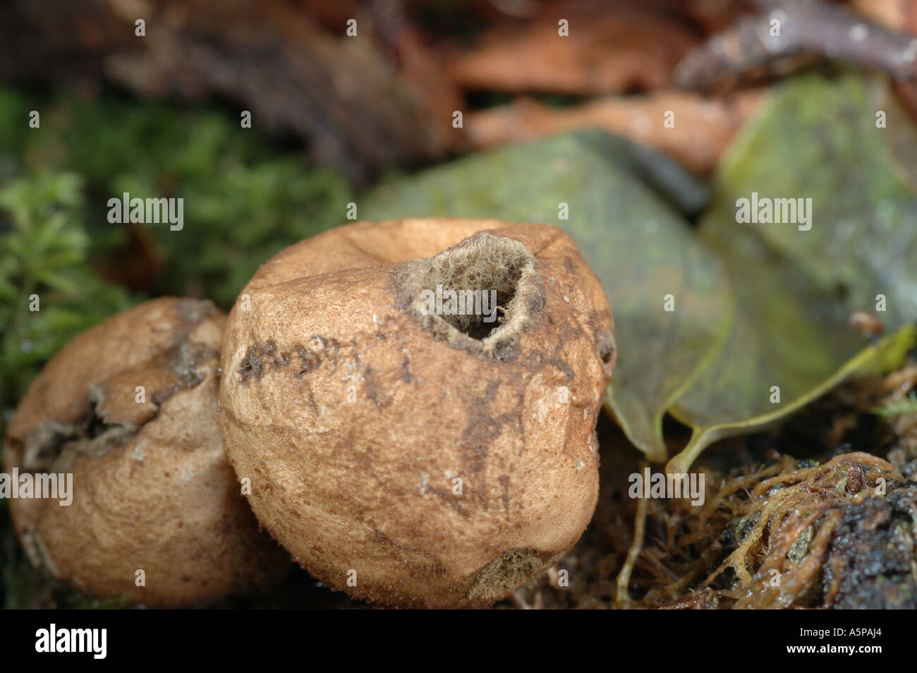 Egg shaped mushrooms hi-res stock photography and images - Alamy