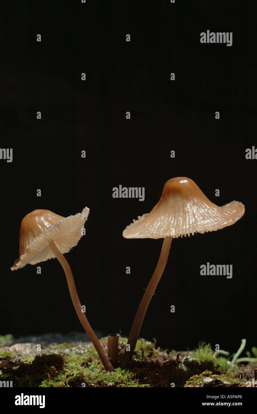 Fresh long fungus growing hi-res stock photography and images - Alamy