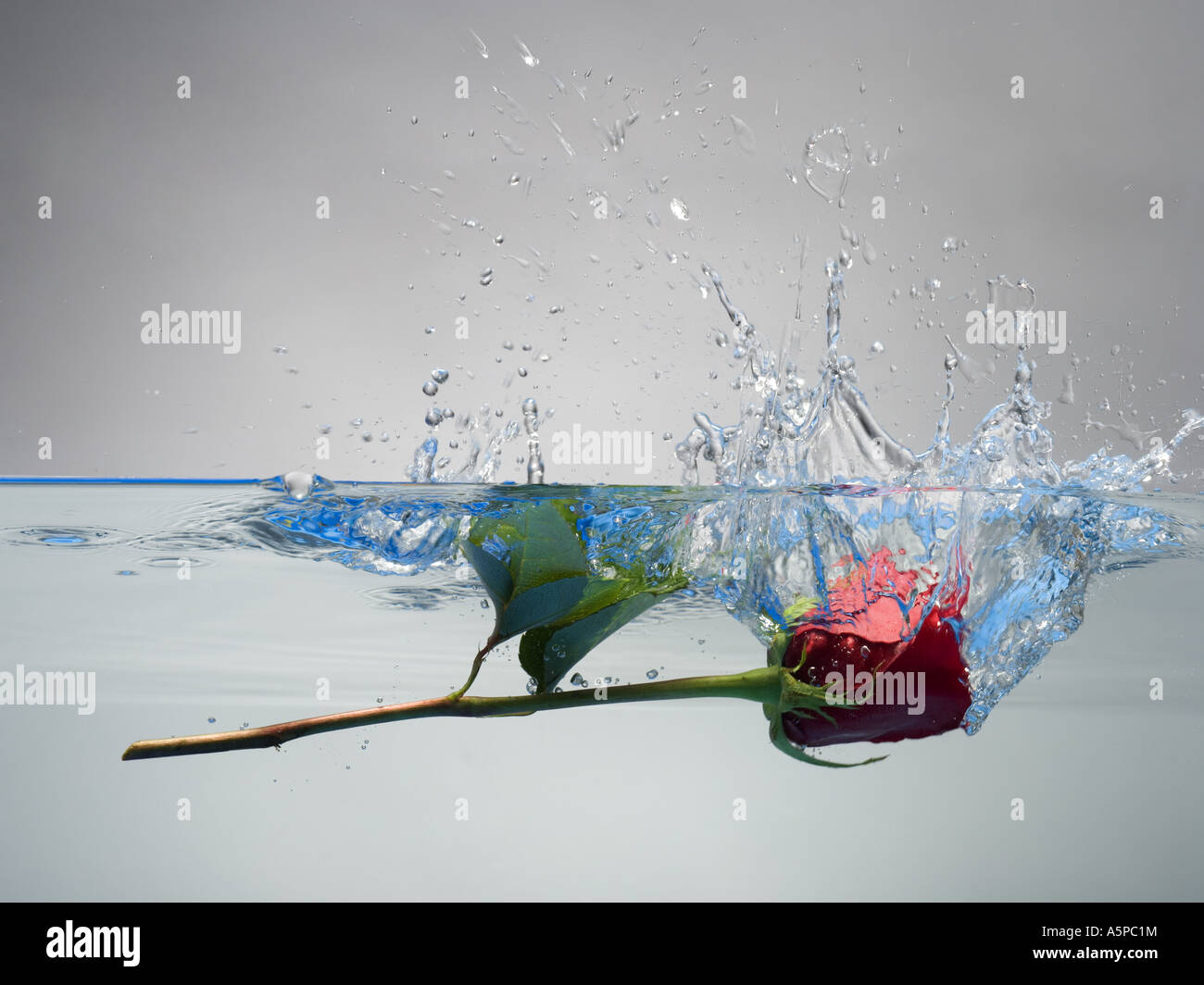 Red rose floating in water Stock Photo - Alamy