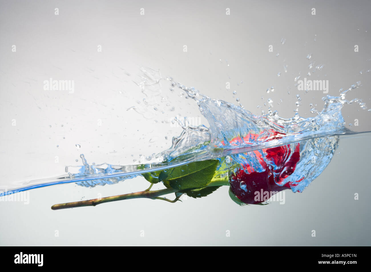 Red rose floating in water Stock Photo - Alamy