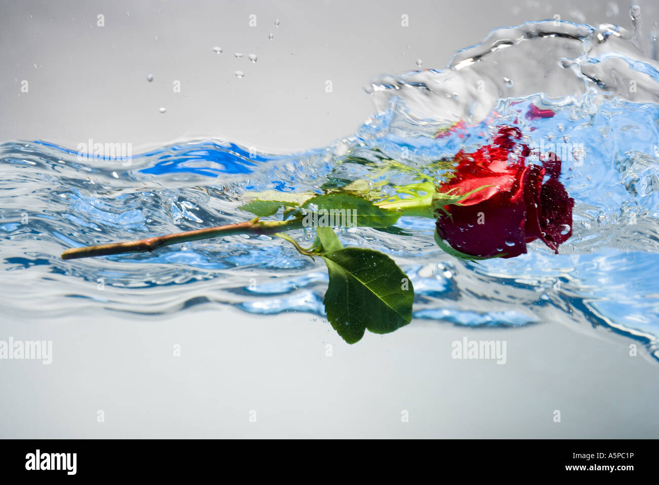 Red rose floating in water Stock Photo - Alamy