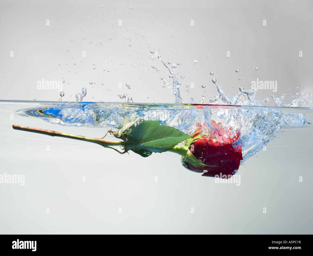 Red rose floating in water Stock Photo - Alamy