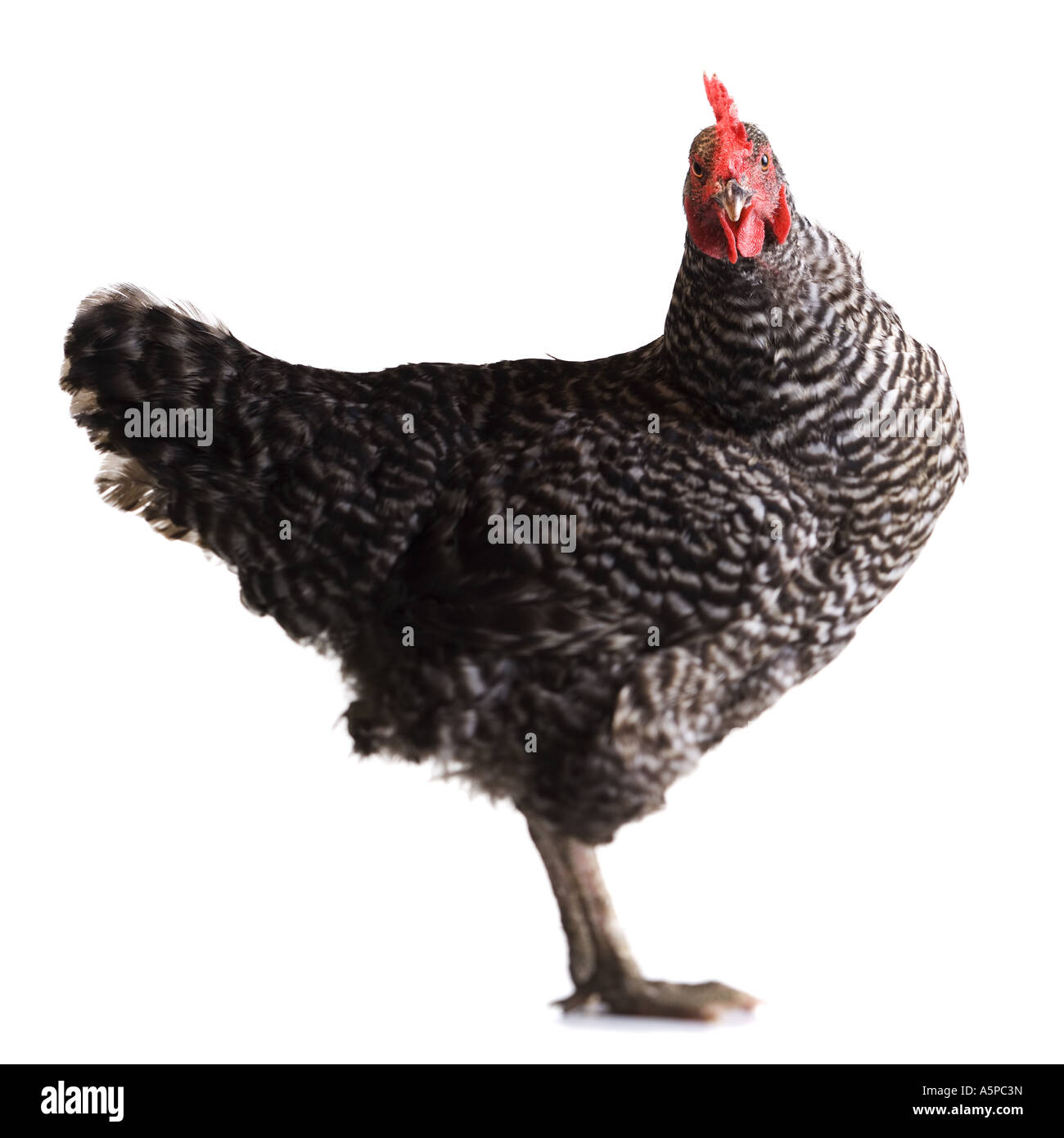 Rooster hi-res stock photography and images - Alamy