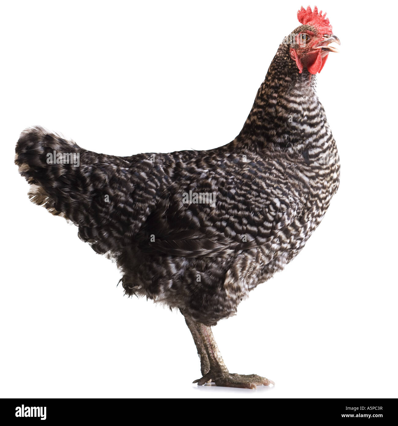 Barnyard hen Cut Out Stock Images & Pictures - Alamy