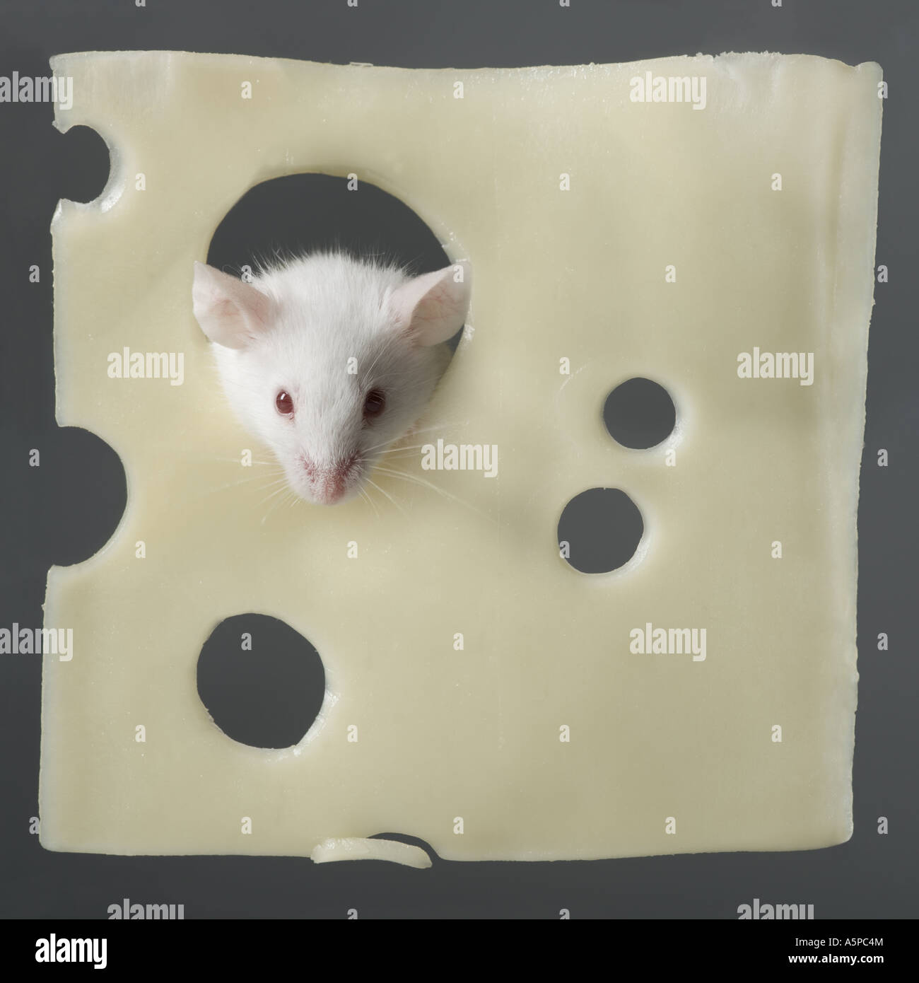 Swiss mouse hi-res stock photography and images - Alamy