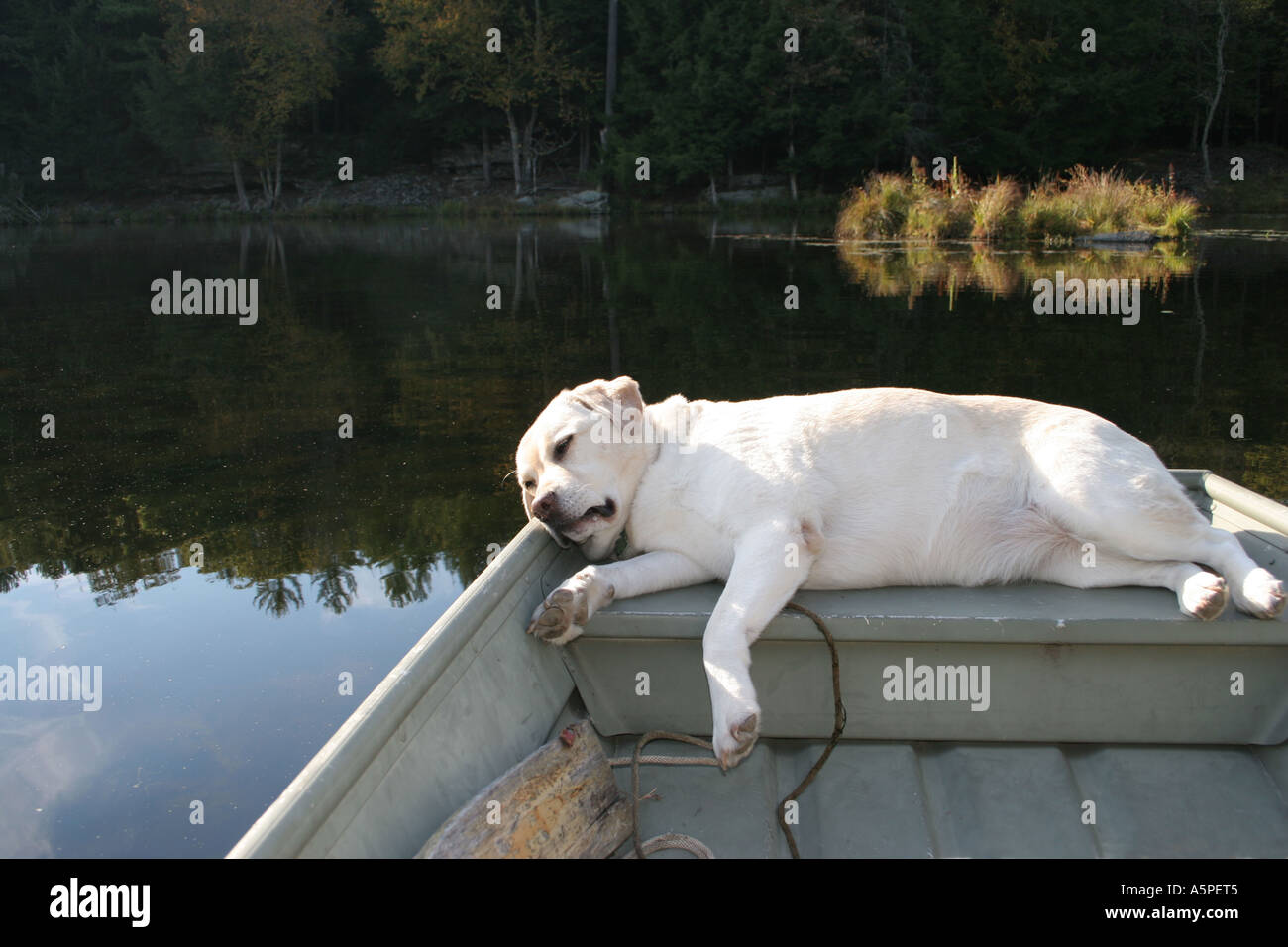 Yellow dog sleeping exhausted relaxing hi-res stock photography and ...
