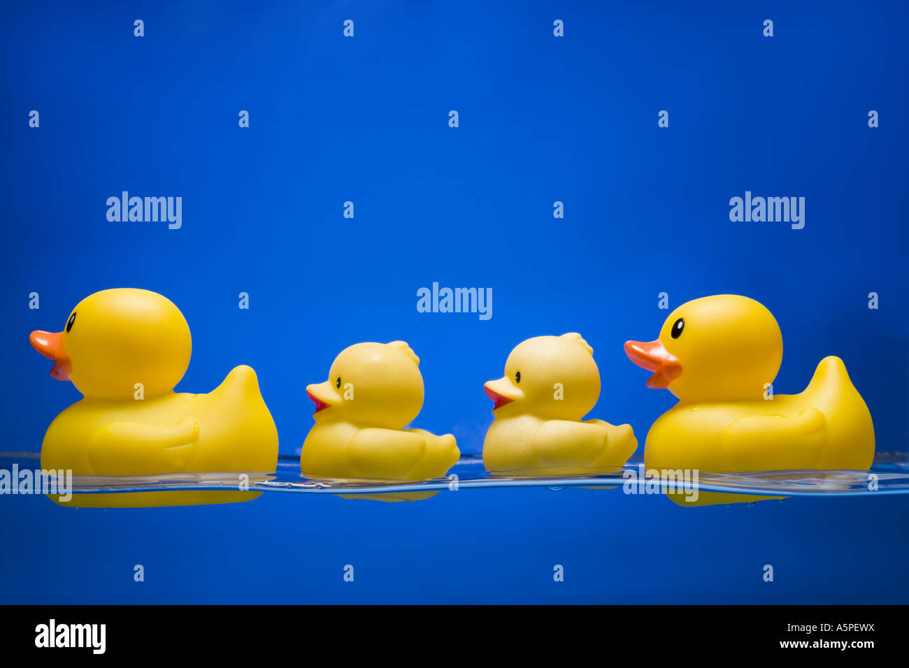 Four ducks in a row hi-res stock photography and images - Alamy