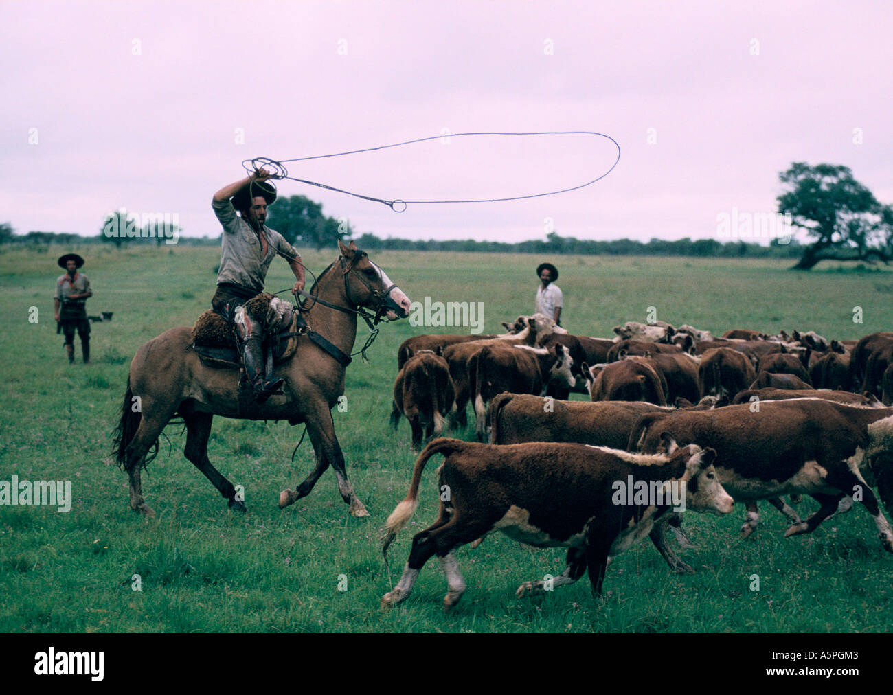 Cattle ranch argentina hi-res stock photography and images - Alamy