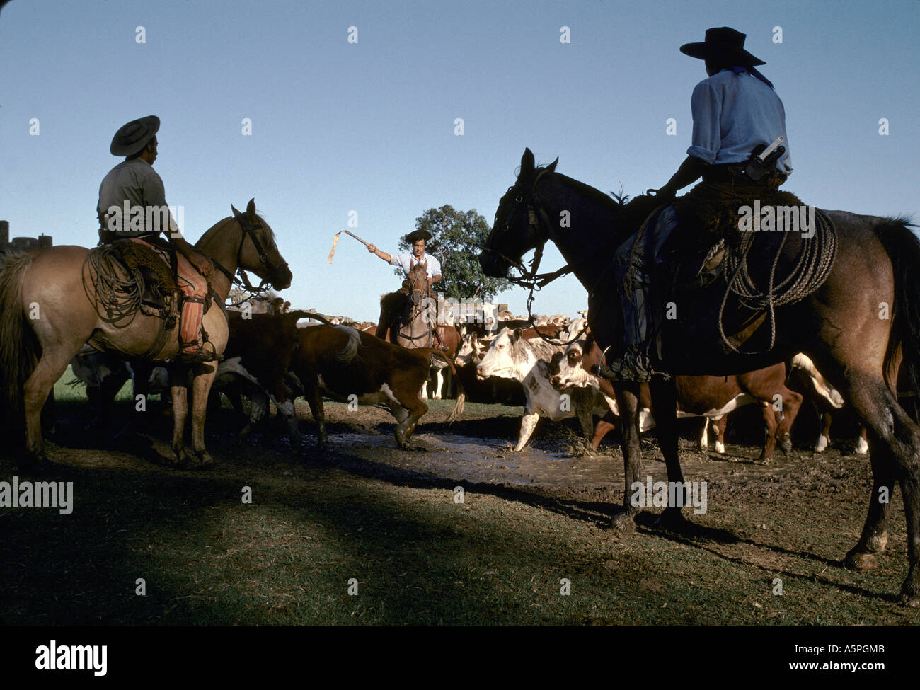 Cowboys rounding up cattle hi-res stock photography and images - Alamy