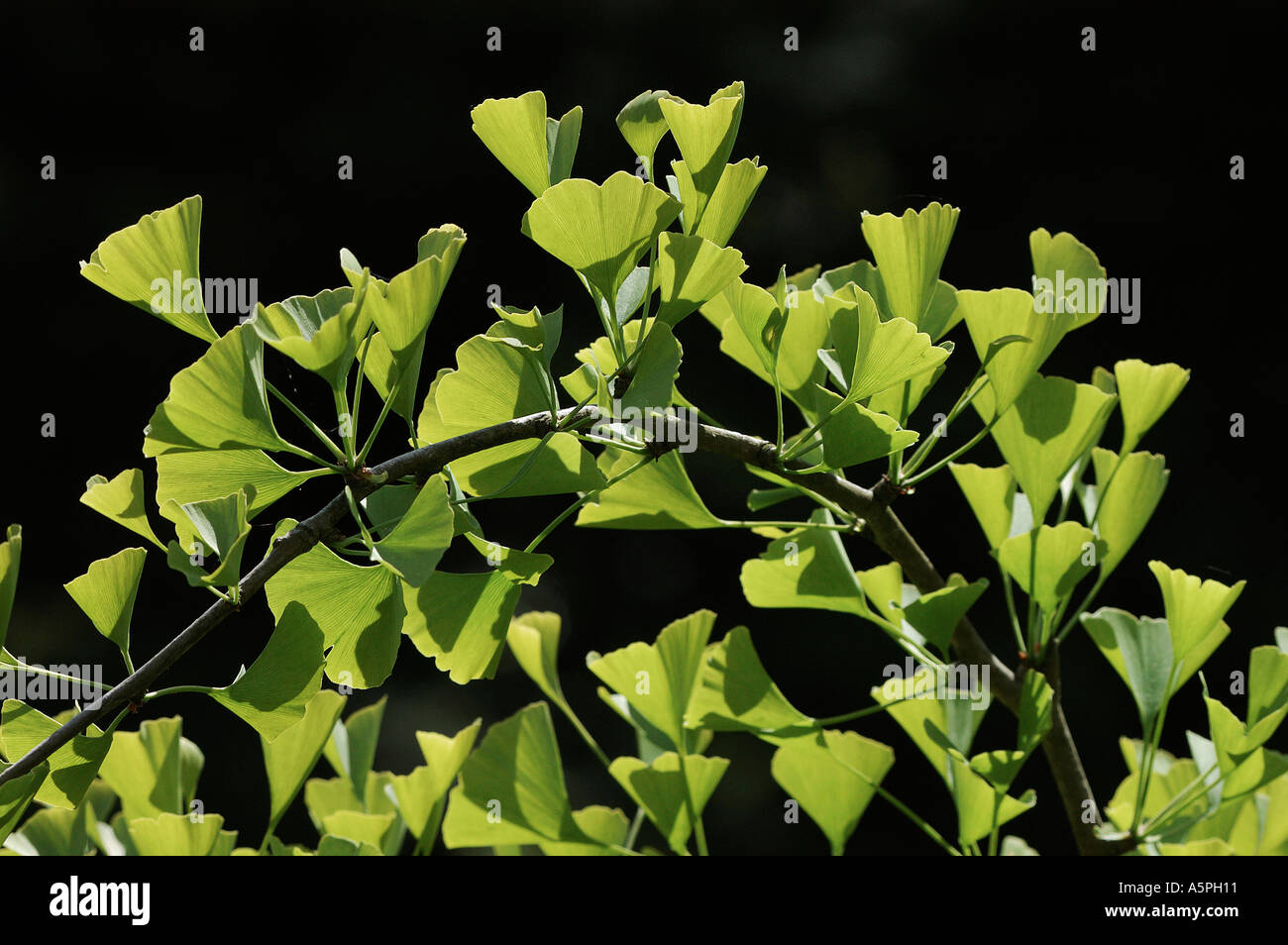 Maidenhair Tree leaves Ginkgo biloba Ginkgobaum Blaetter ...