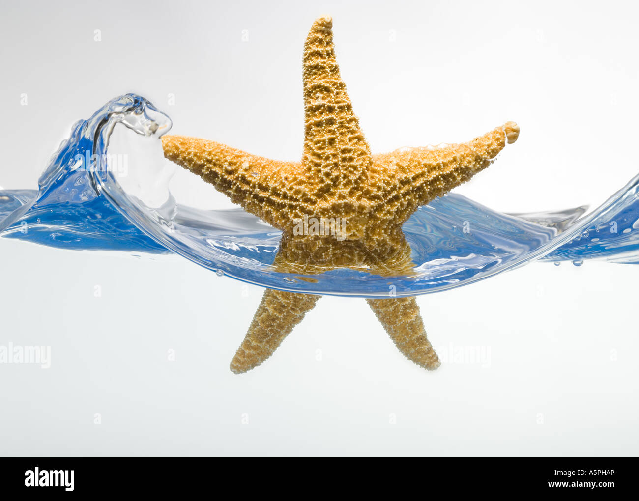 Starfish floating in water Stock Photo - Alamy