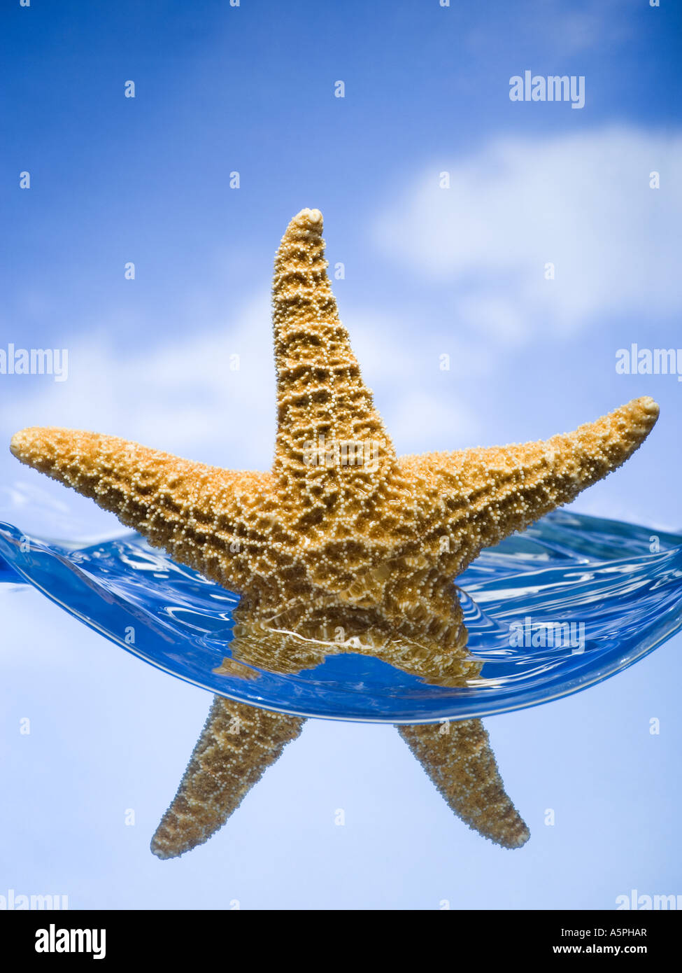 Starfish floating in water Stock Photo - Alamy