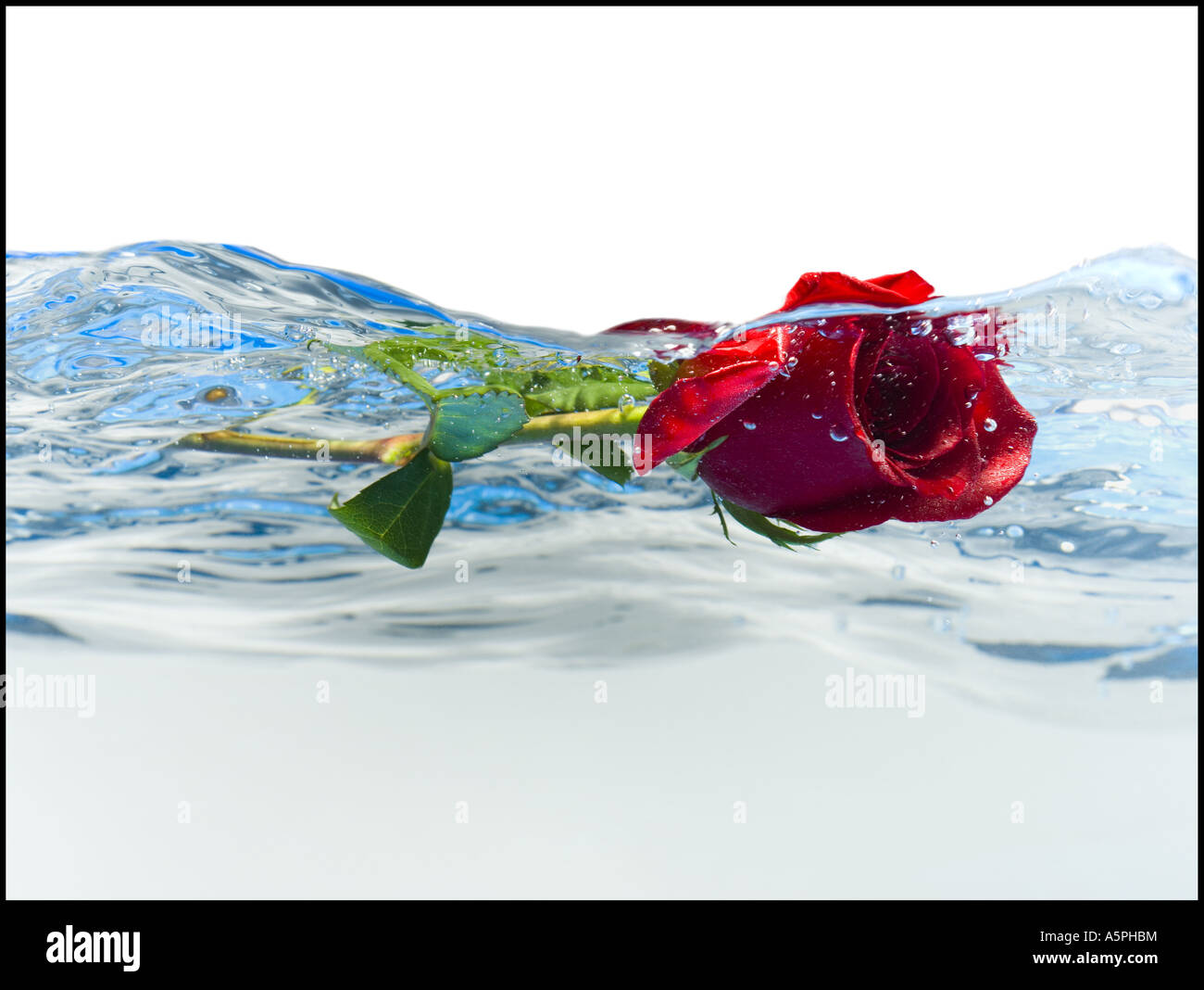 Red rose floating in water Stock Photo - Alamy