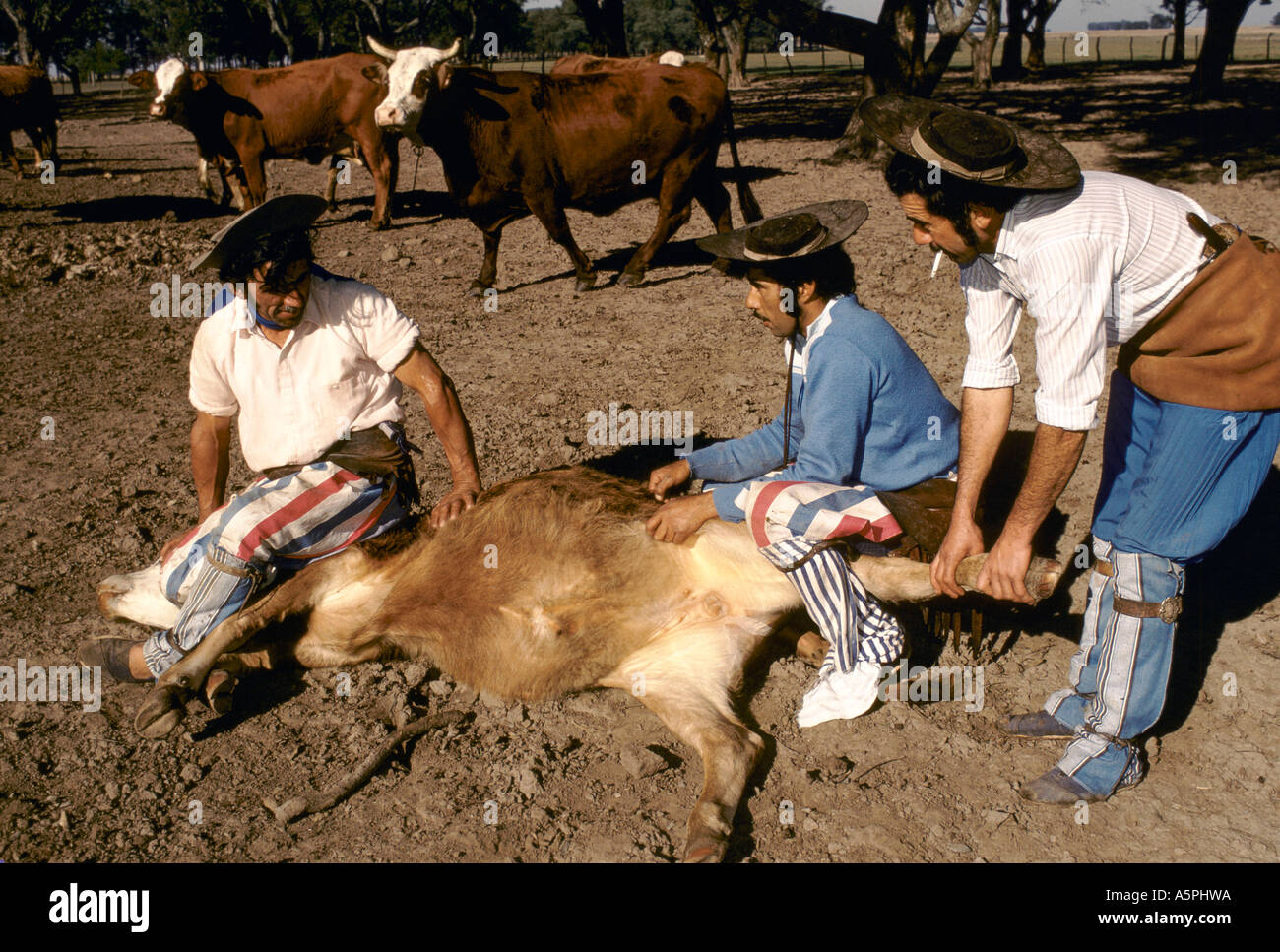 Cattle castration hi-res stock photography and images - Alamy