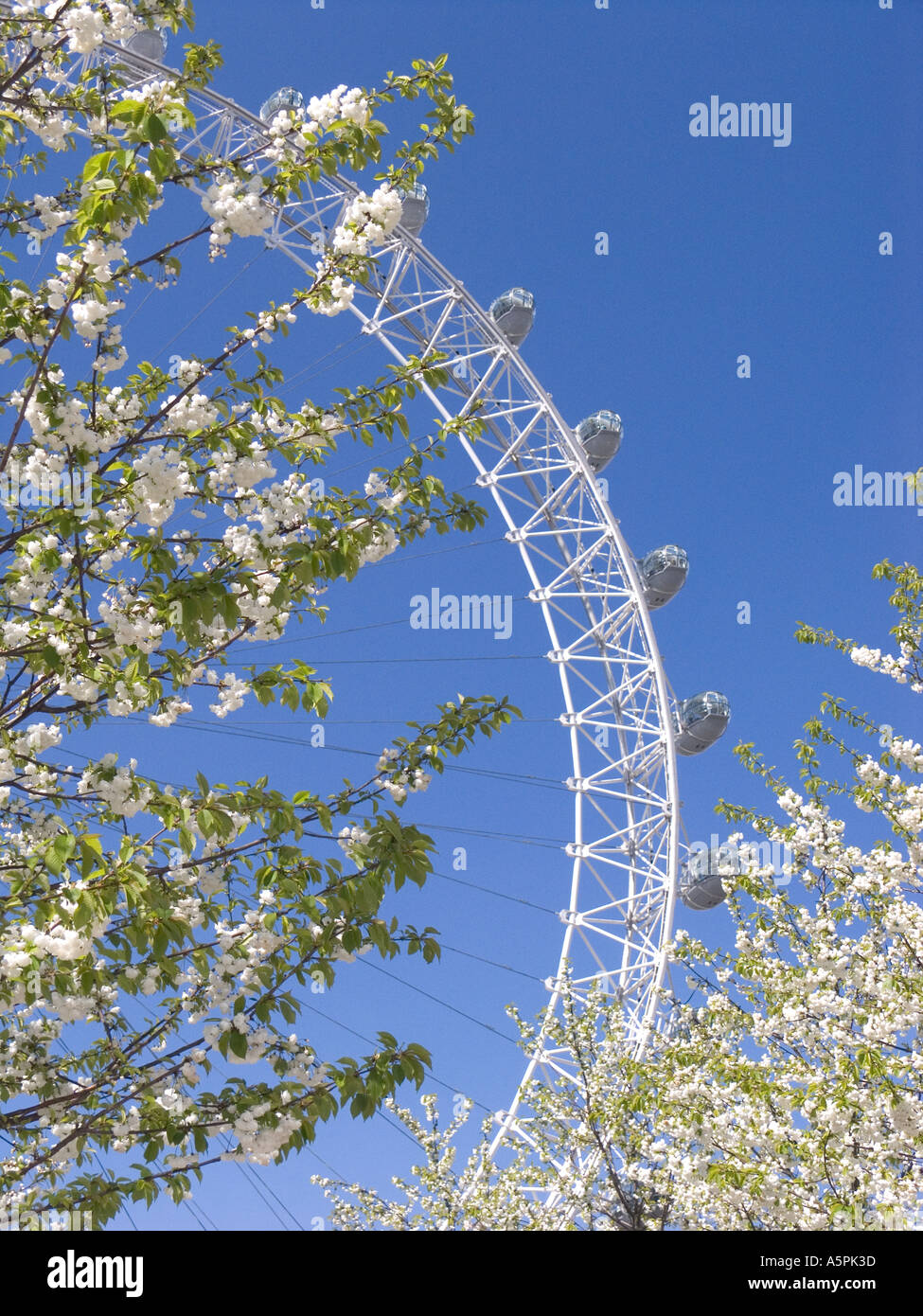 British Airways London Eye England UK approach lined with white cherry ...