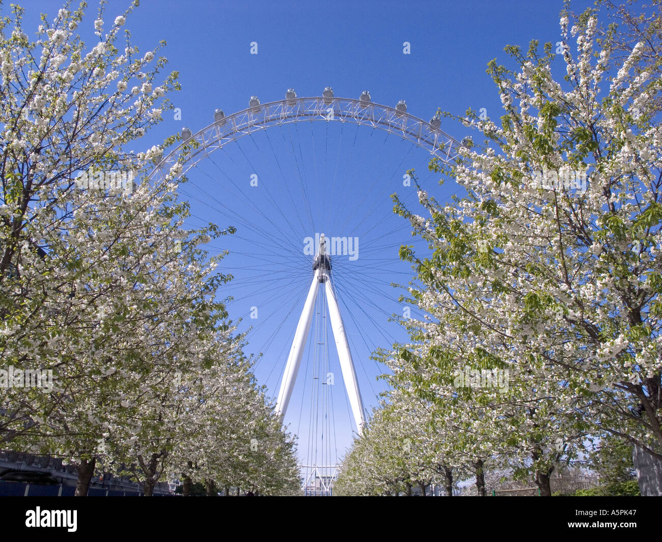 British Airways London Eye England UK approach lined with white cherry ...