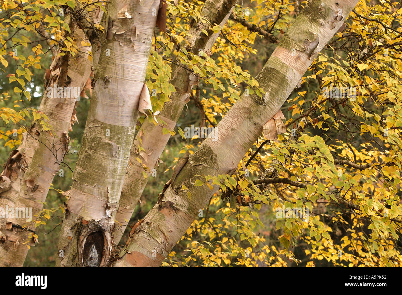 Papierbirke hi-res stock photography and images - Alamy