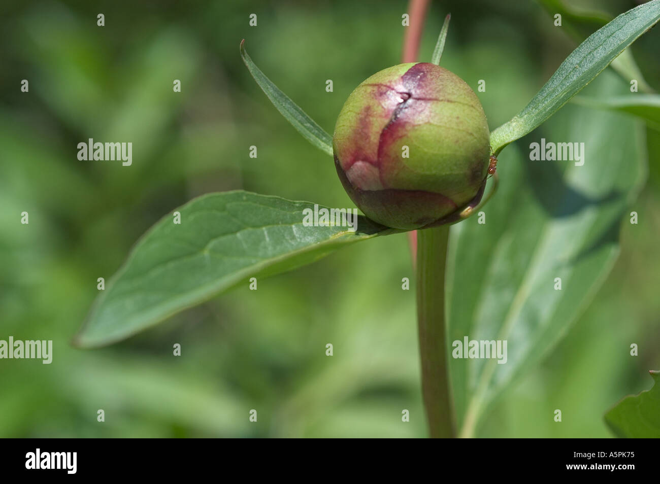 Bud of a peony Paeonia Stock Photo - Alamy