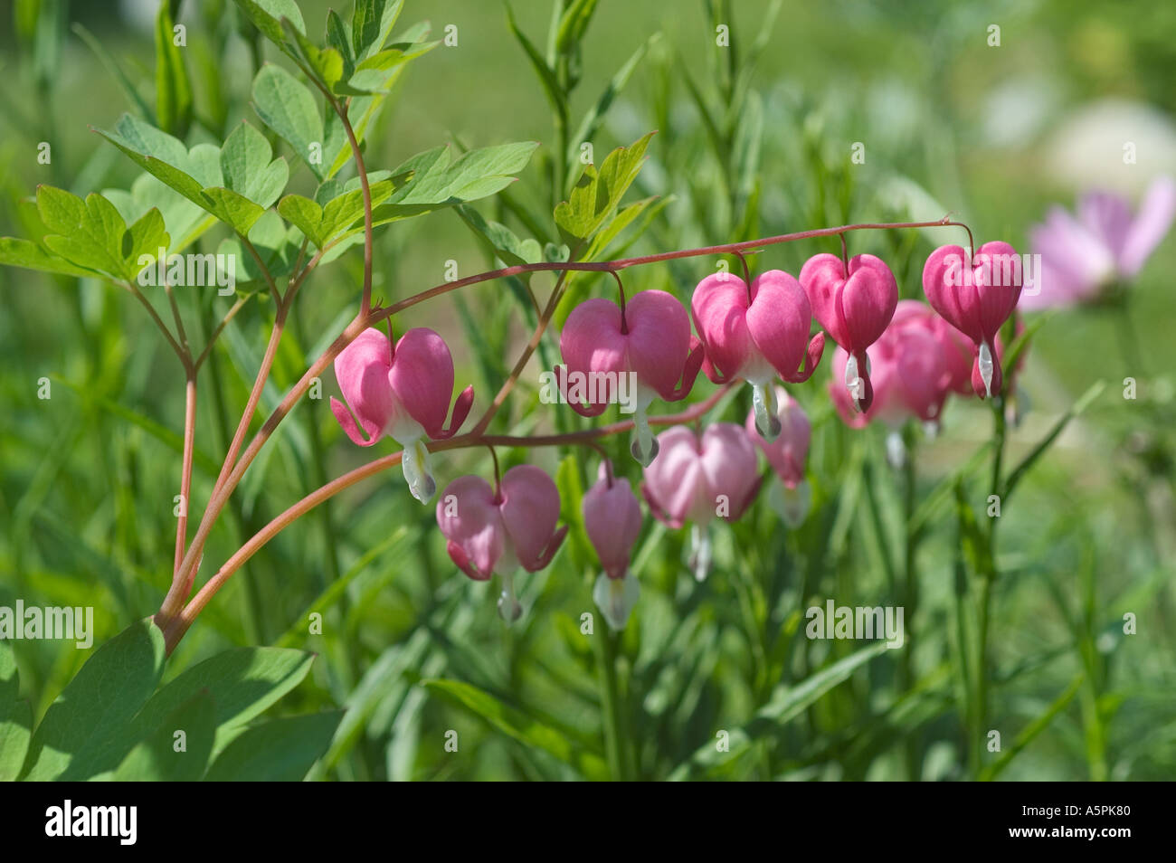 Bleeding Heart Dicentra spectabilis Stock Photo - Alamy