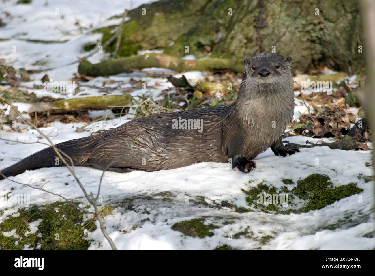 River otter in winter Stock Photo - Alamy