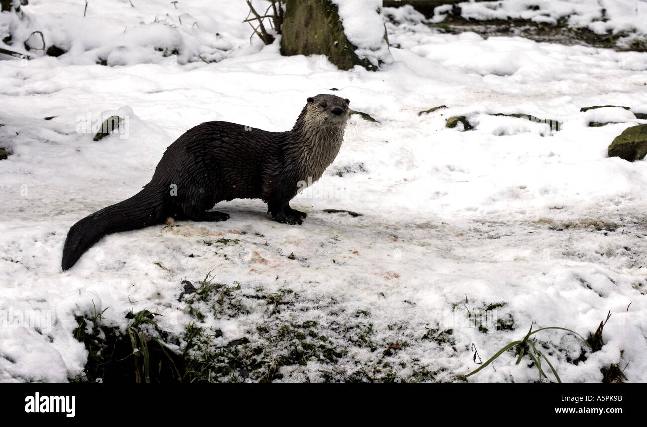 River otter in winter Stock Photo - Alamy