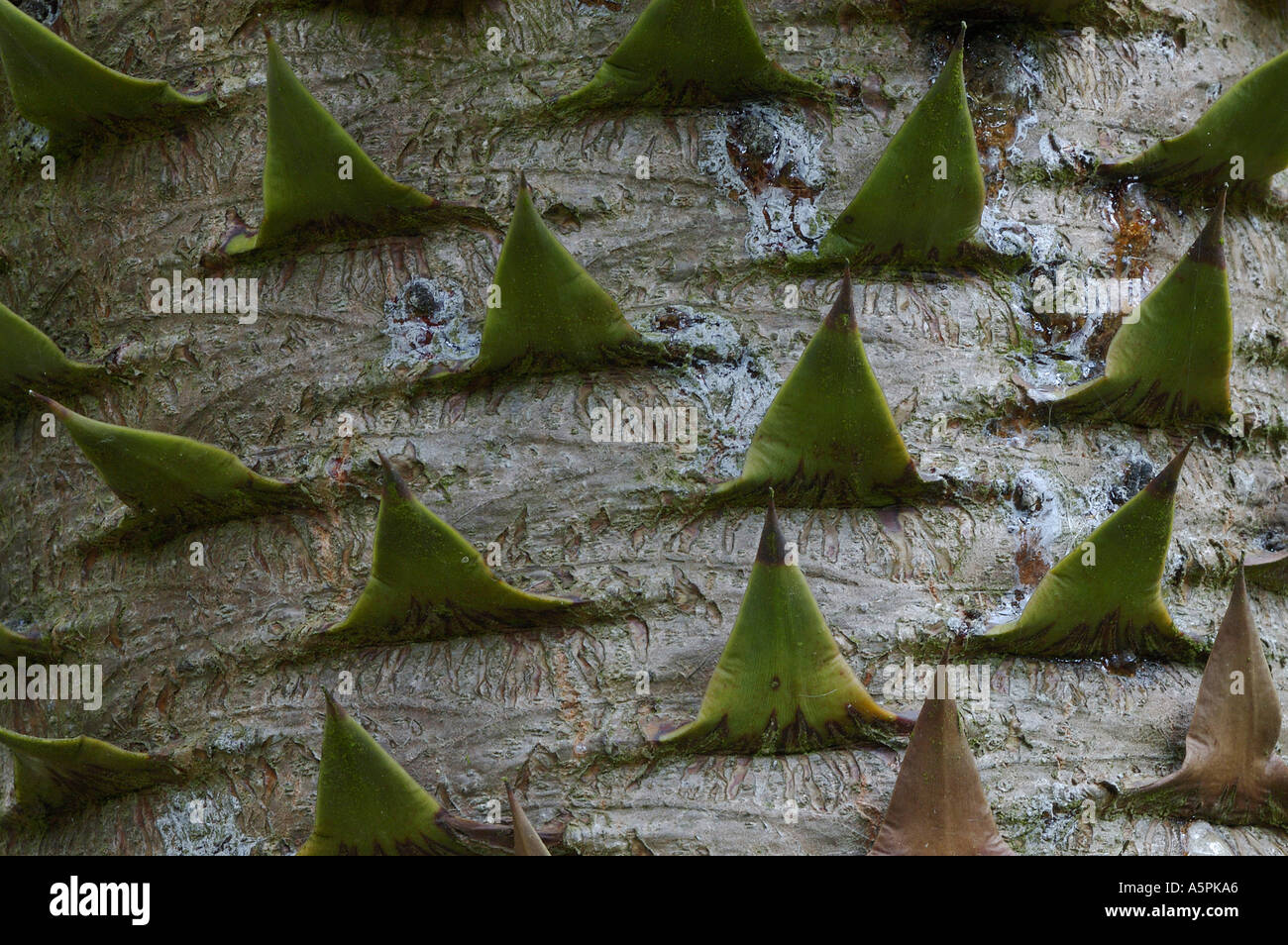 Araucaria bark detail Araucaria araucana Chilenische Araukarie ...