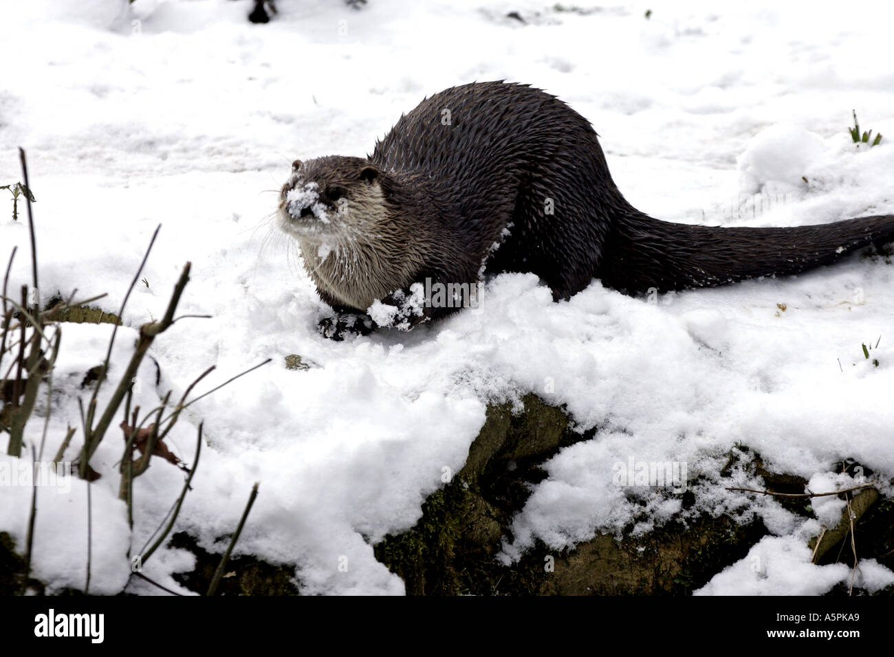 River otter in winter Stock Photo - Alamy